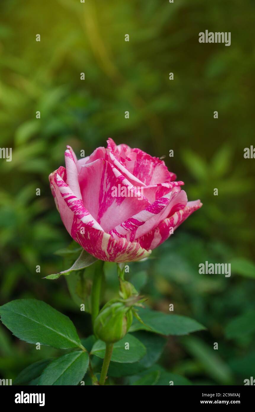 Colorful bush of striped roses in the garden. Pink roses with white ...