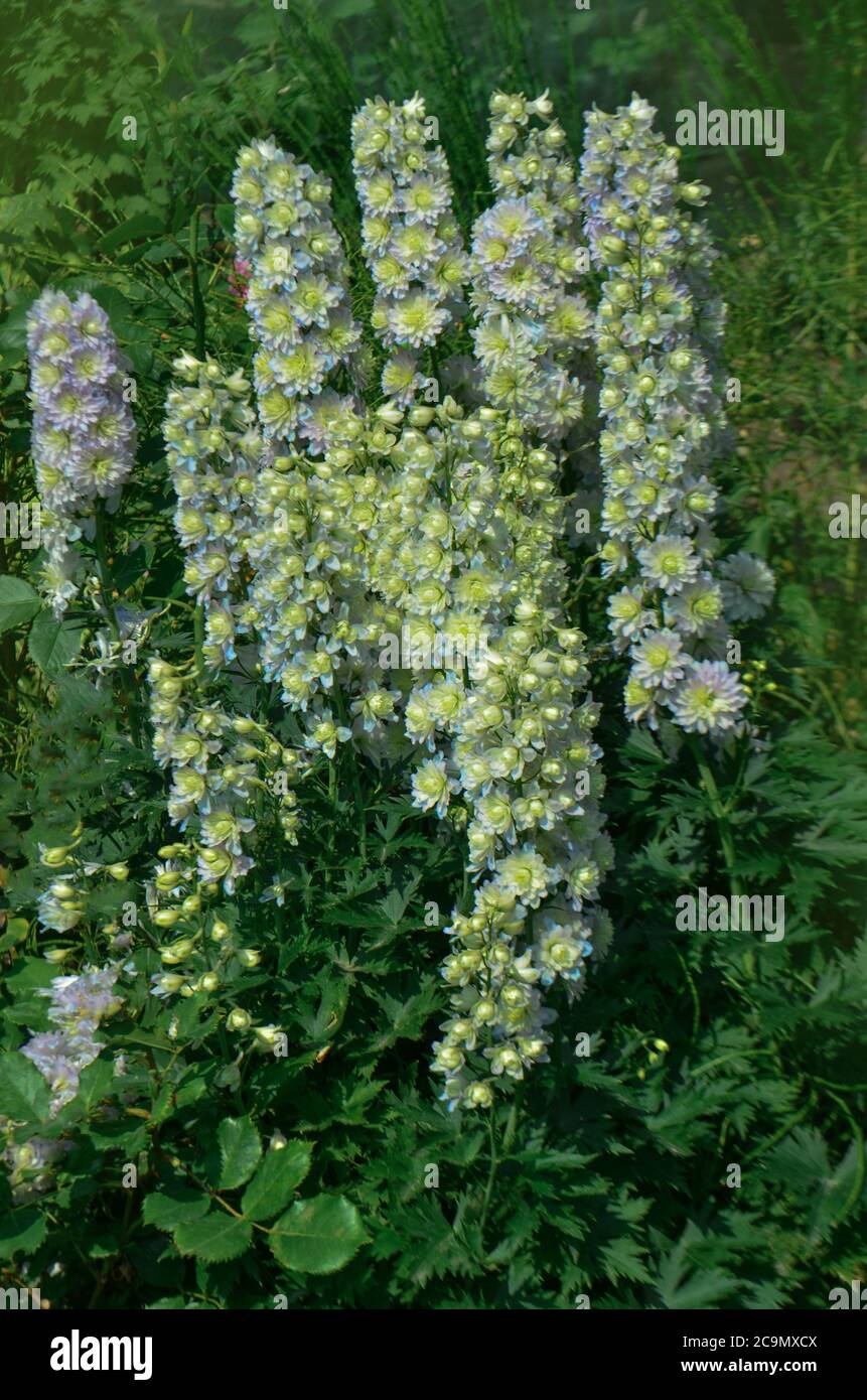 Delphinium Green Twist grows in the garden. Double delphinium flower ...