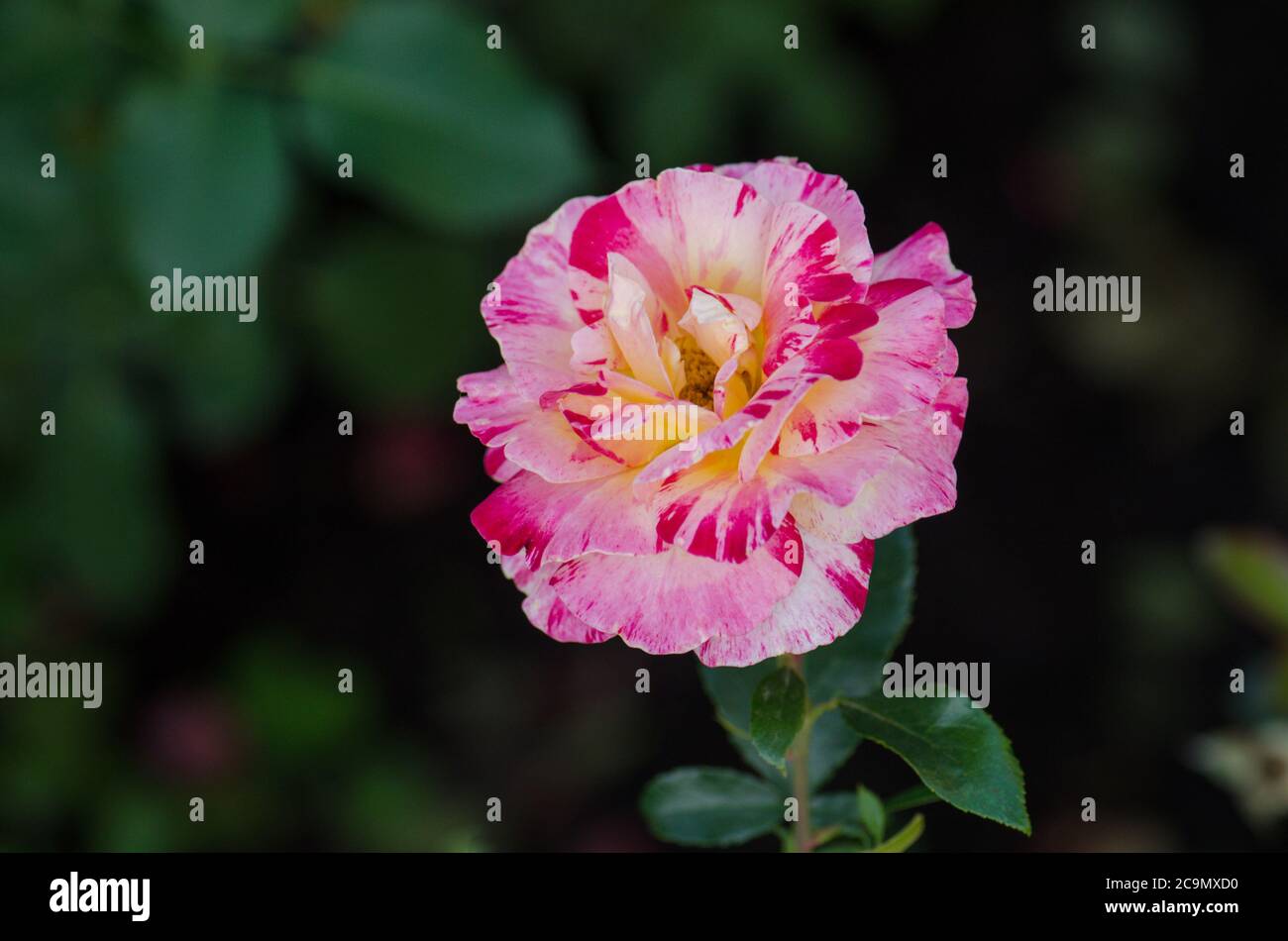 Striped yellow and red rose grown. Bicolor yellow rose flower with red ...