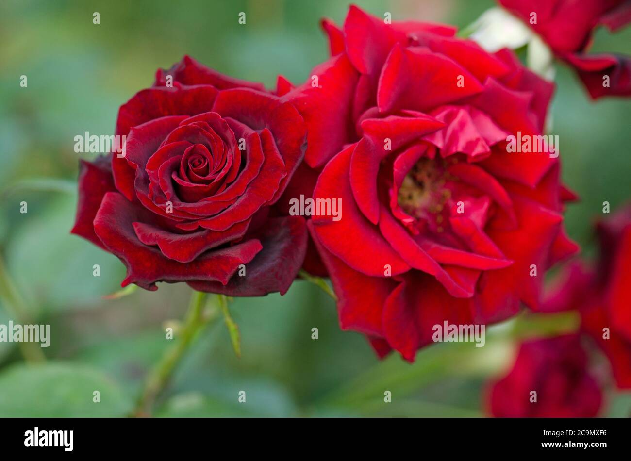 Red rose Barkarole blooming in roses garden. Red rose flower background ...