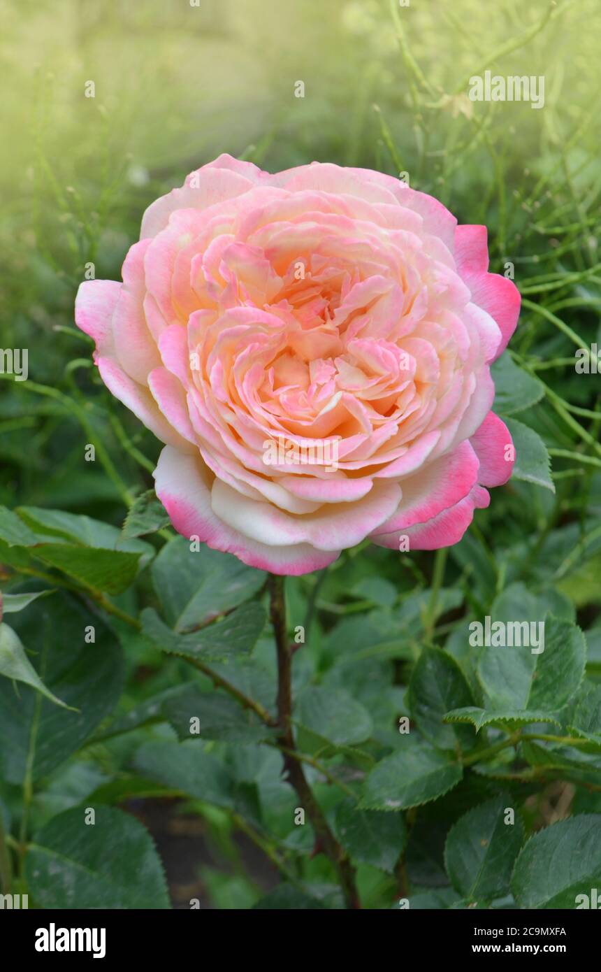 Rose petel hi-res stock photography and images - Alamy