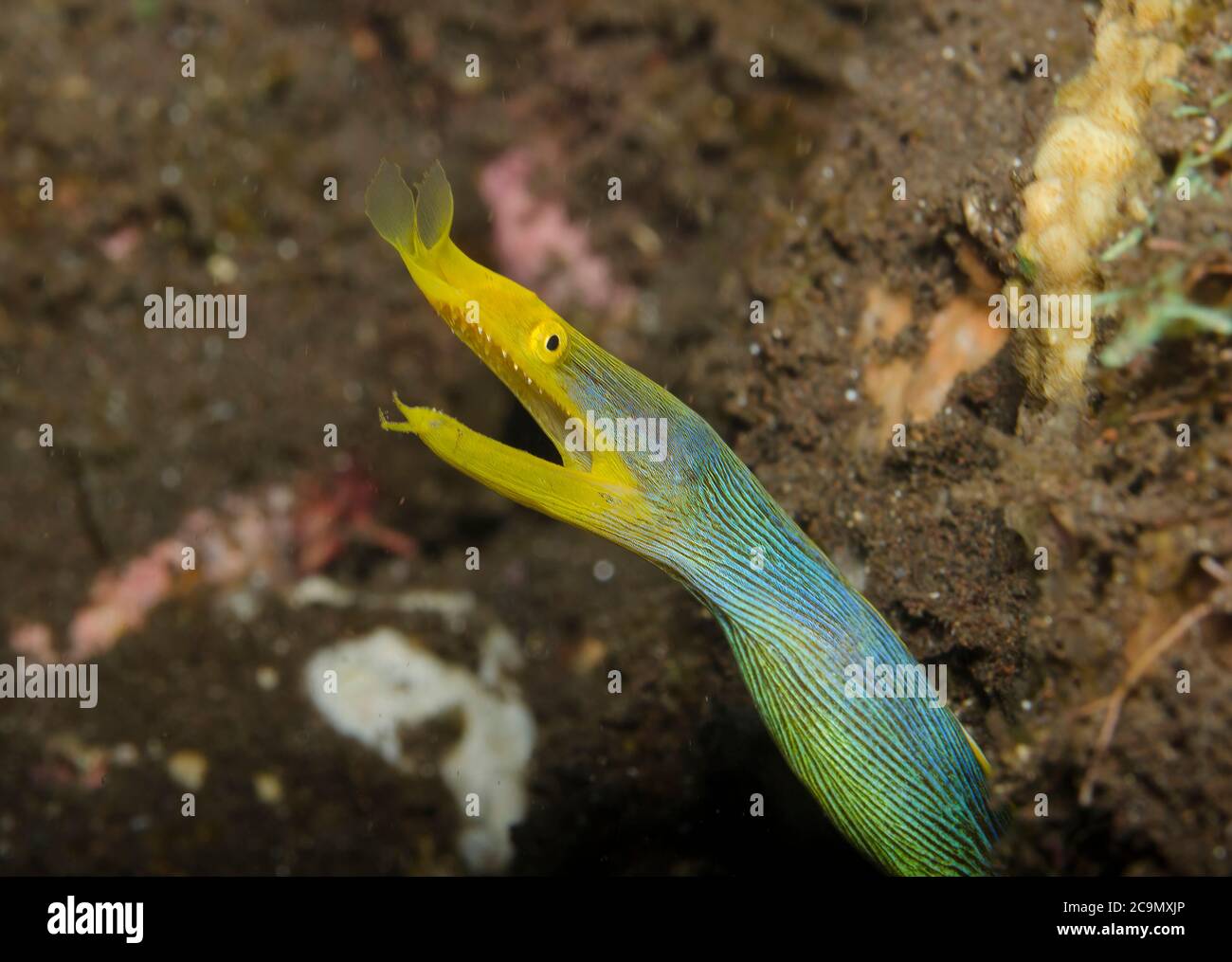 Murex Marine Life Feature Ribbon Eels, 50% OFF
