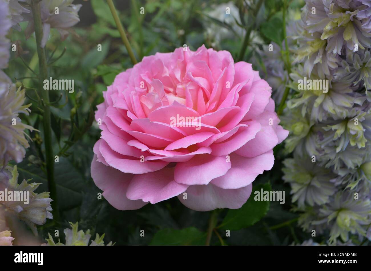 English rose in garden. English pink rose Princess Alexandra of Kent in ...