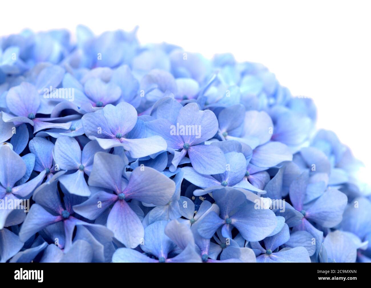 Blue flowers of Hydrangea macrophylla, bigleaf hydrangea isolated on ...