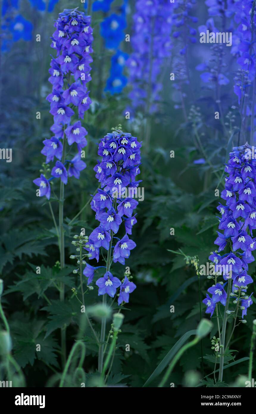 Delphinium Pacific Giants in the garden. Double flower delphinium Stock ...