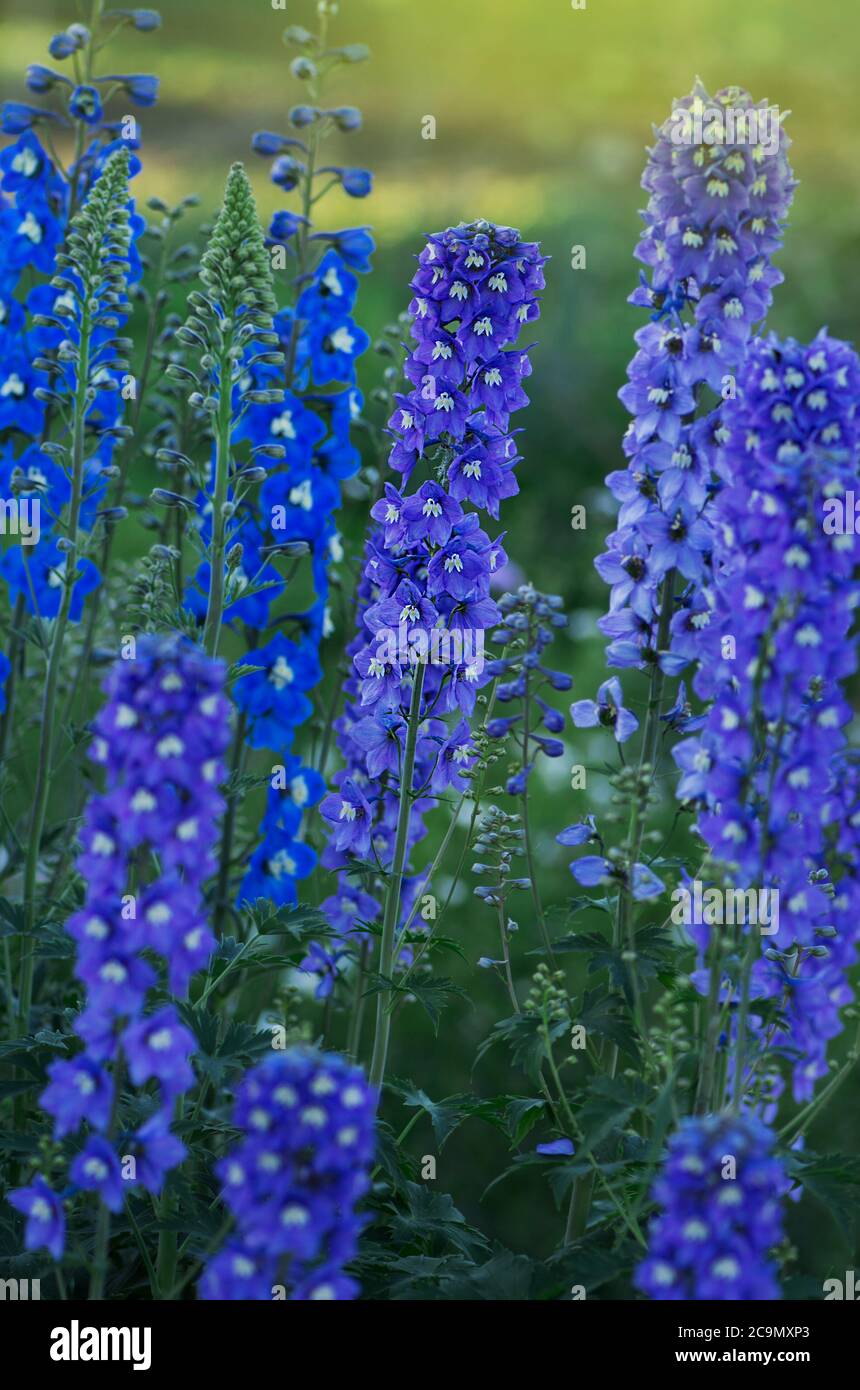 Delphinium blue grows in the garden. Double delphinium blue flower ...