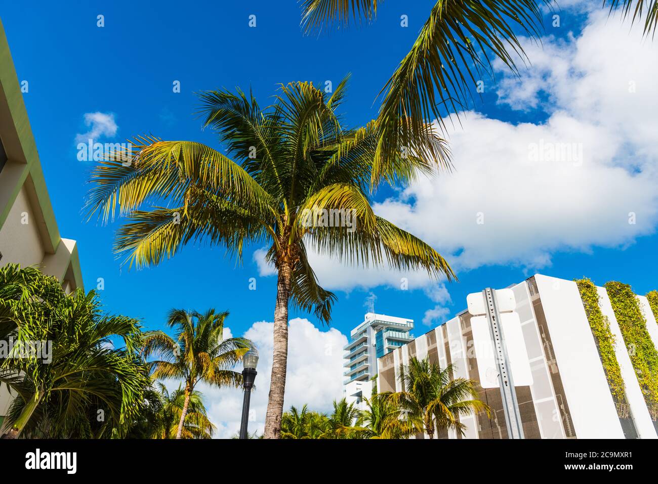 Palm trees in Miami Beach under a blue sky. Southern Florida, USA Stock ...