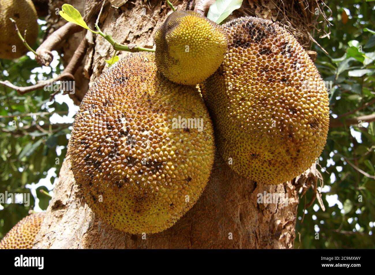 Priapic hi-res stock photography and images - Alamy