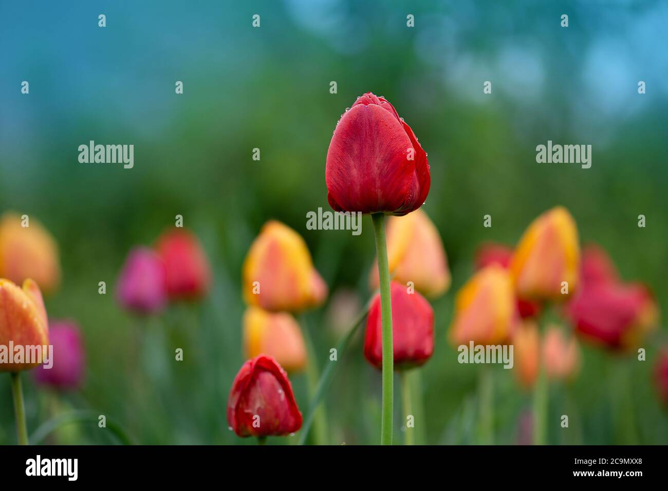 Mix of spring tulips flowers. Mixed color tulips in garden. Landscape ...