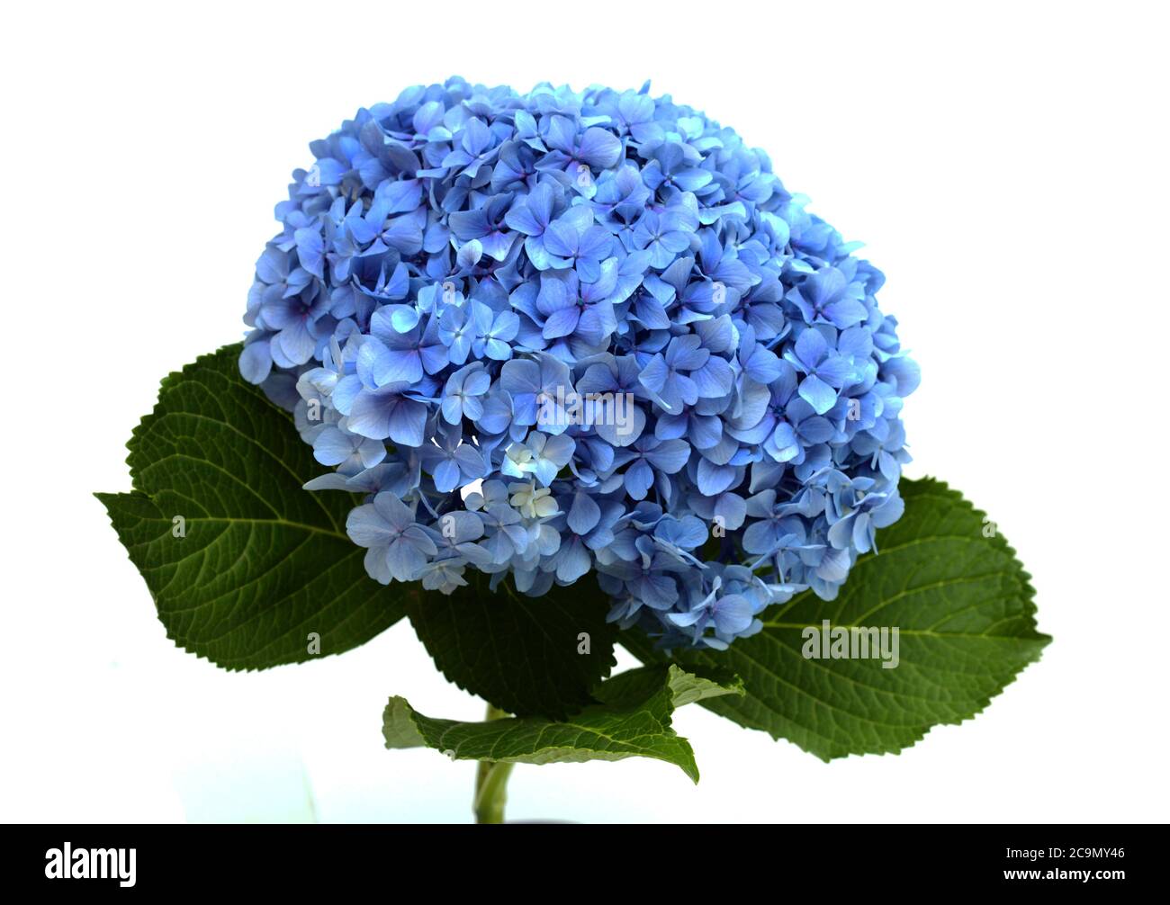 Blue flowers of Hydrangea macrophylla, bigleaf hydrangea isolated on ...