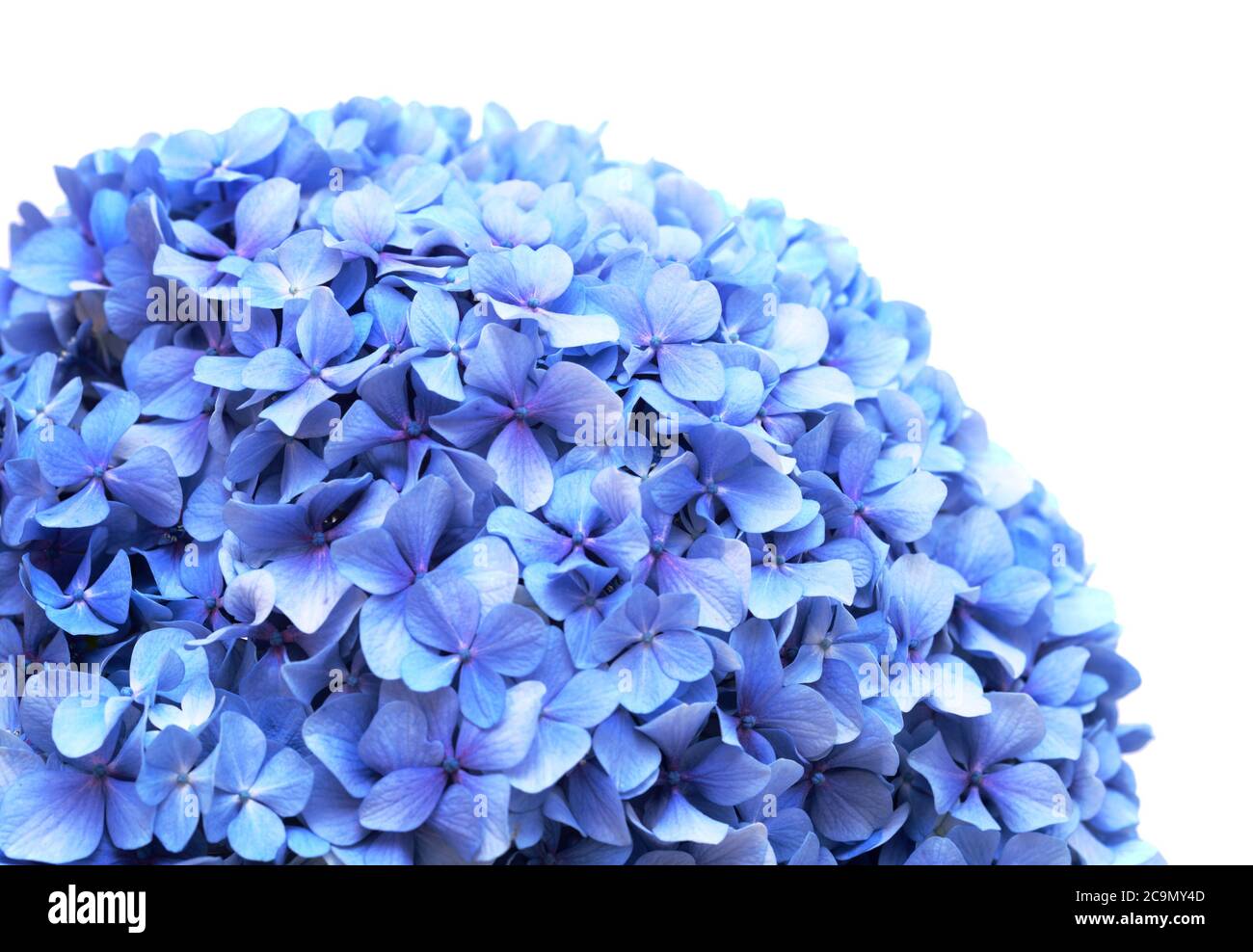 Blue flowers of Hydrangea macrophylla, bigleaf hydrangea isolated on ...