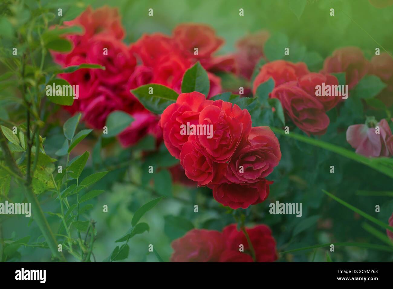 Red park rose flower background. Red roses on a bush in a garden. Red ...