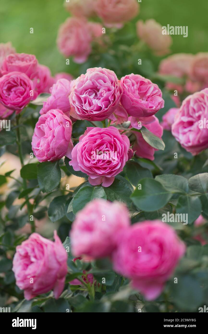 Many beautiful rose La Nina. Pink rose flower on blurry pink roses ...