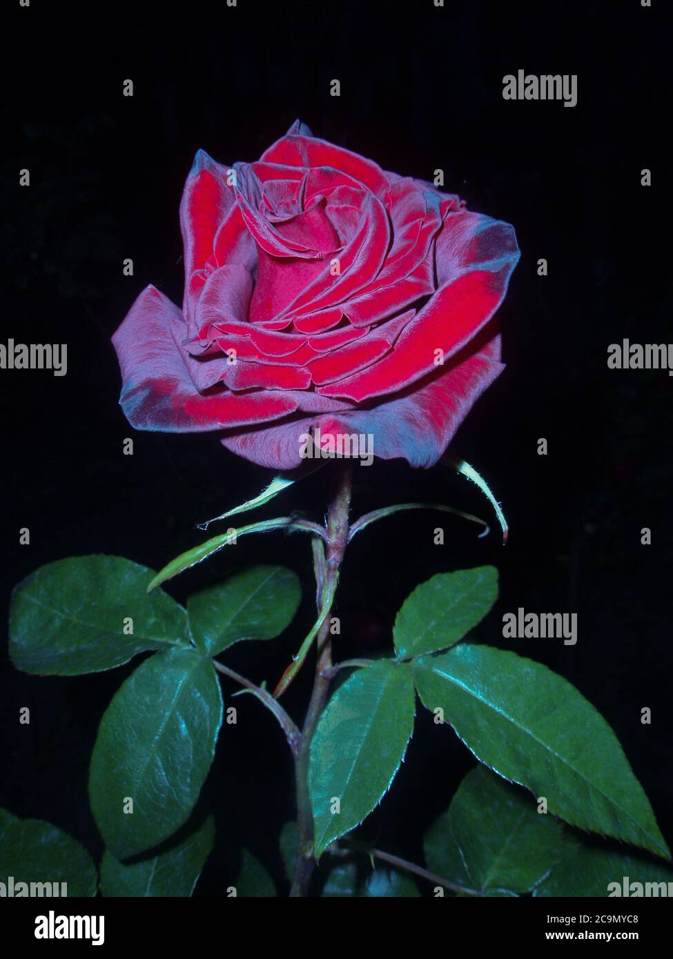 Red rose flower background at night. Red rose blooming in the night ...