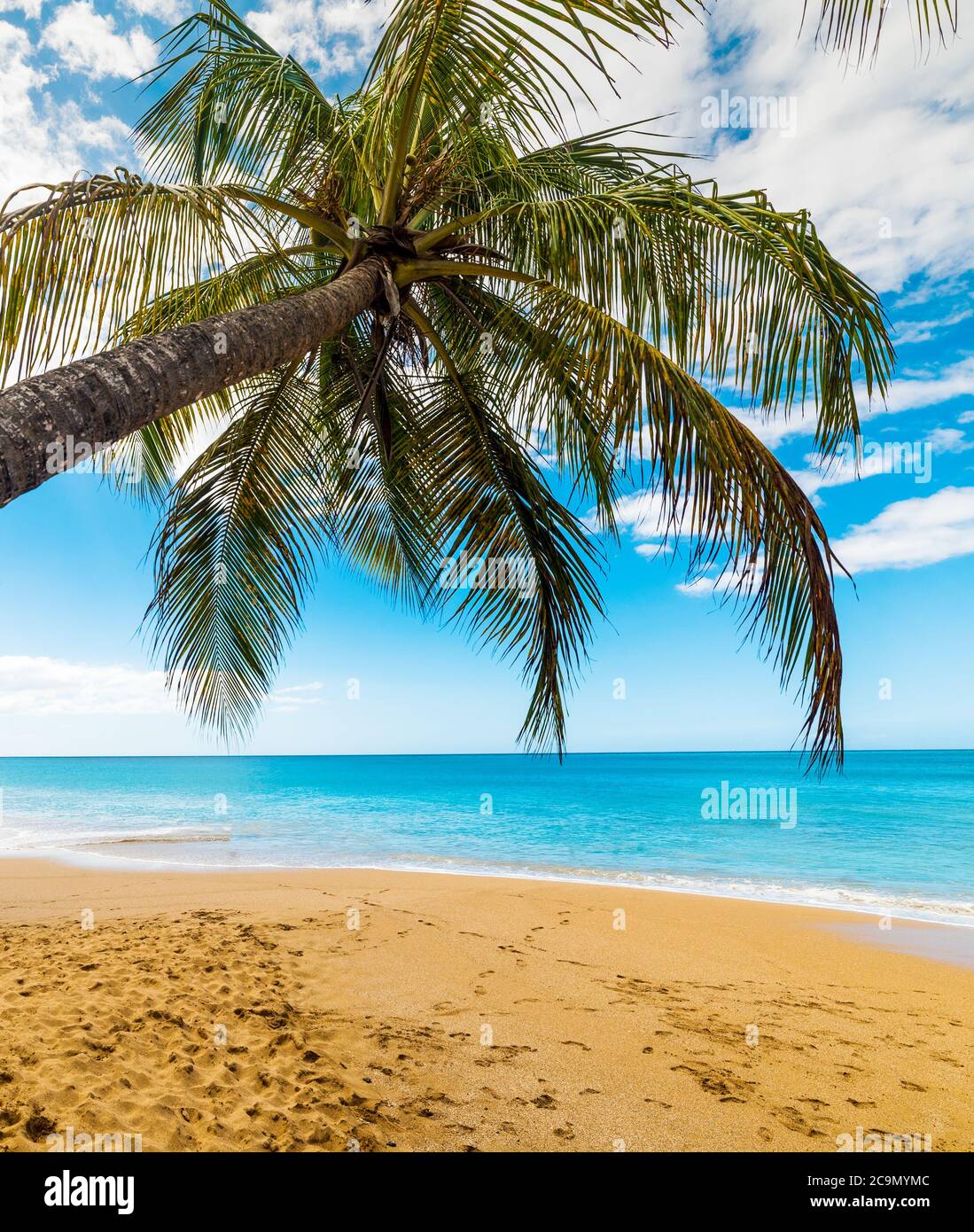 Palm tree and golden sand in La Perle beach in Guadeloupe, French west ...