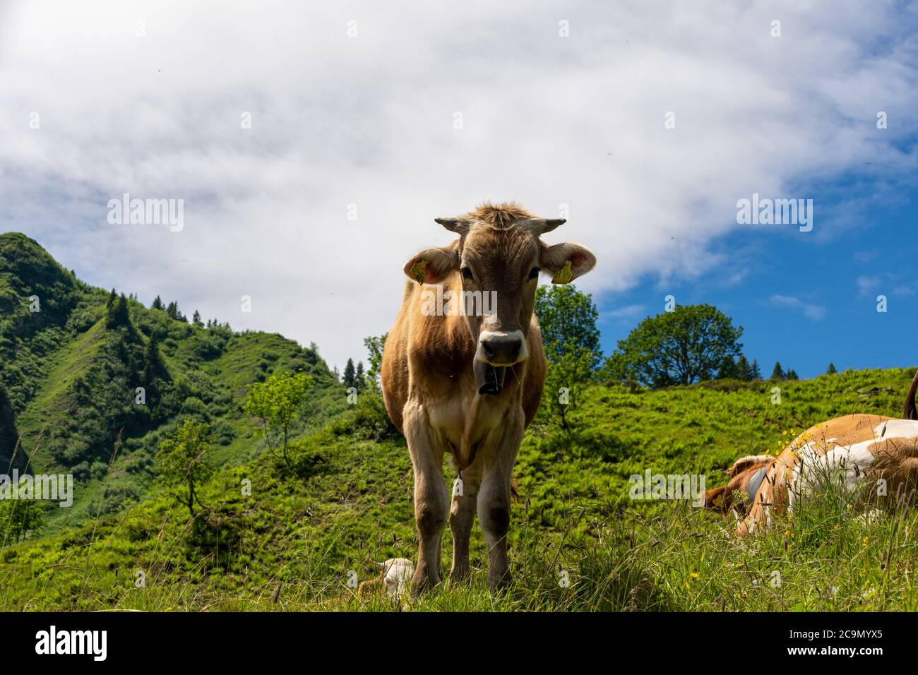 Allgau cow hi-res stock photography and images - Alamy