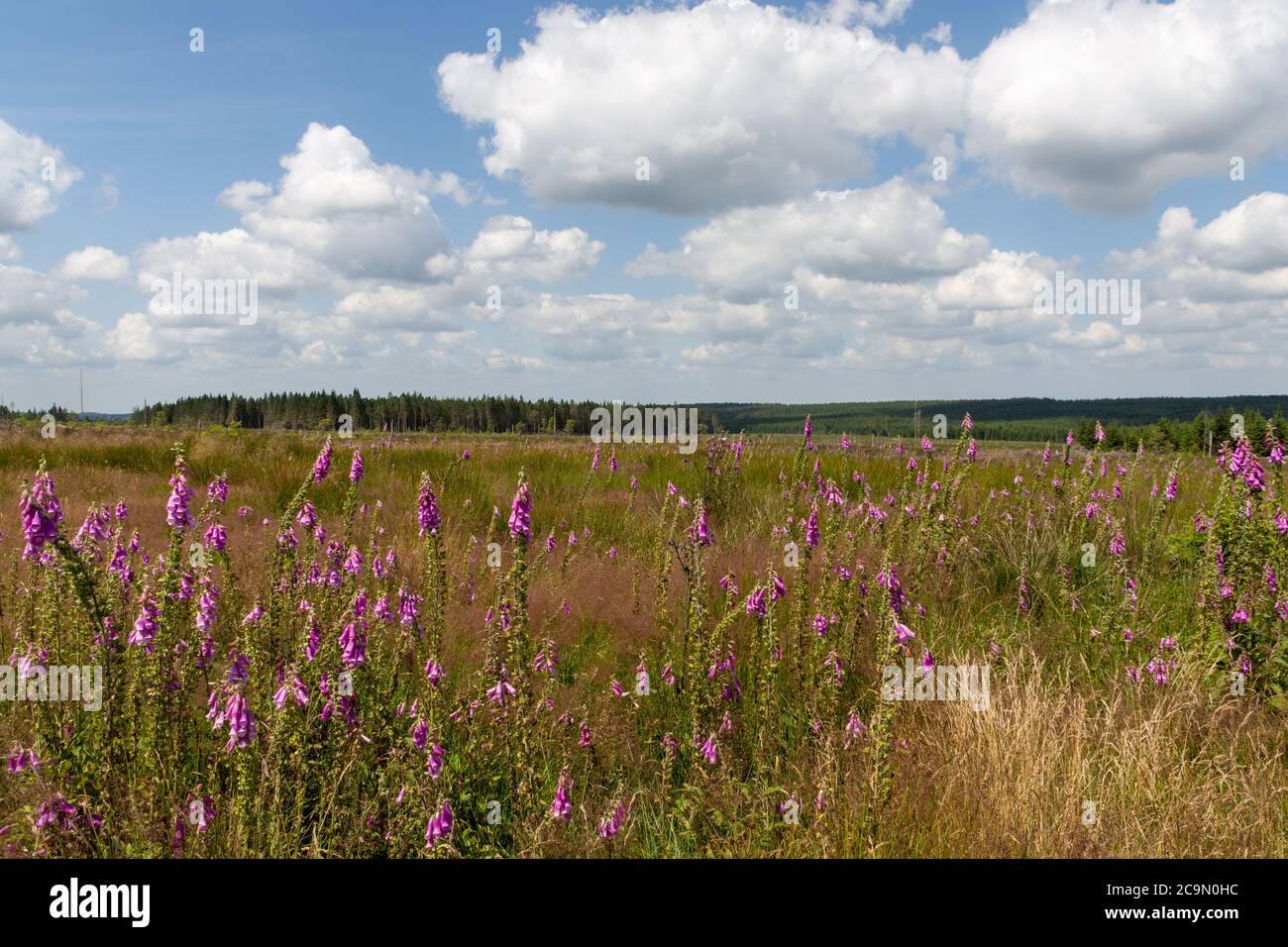 High fens eifel nature park hi-res stock photography and images - Alamy