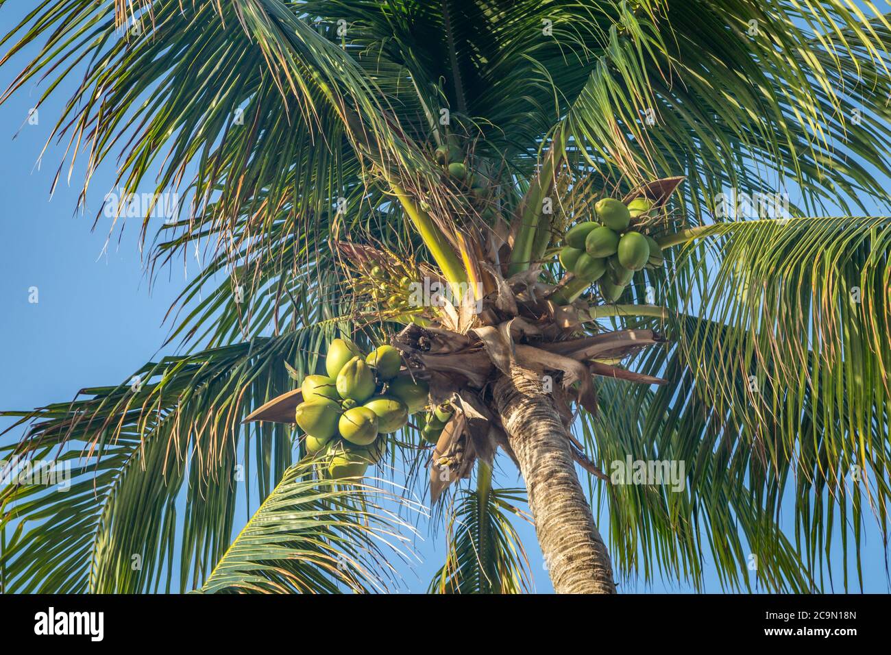 Looking up at a coconut palm tree on the isand of Barbados, with a blue ...