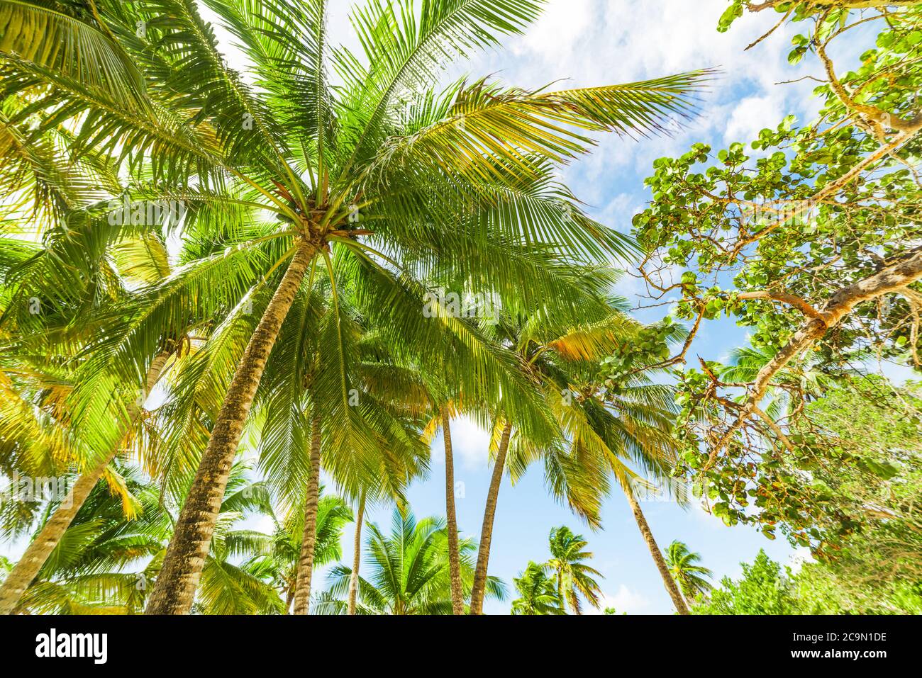 Palm trees in Bois Jolan beach in Guadeloupe, French west indies ...