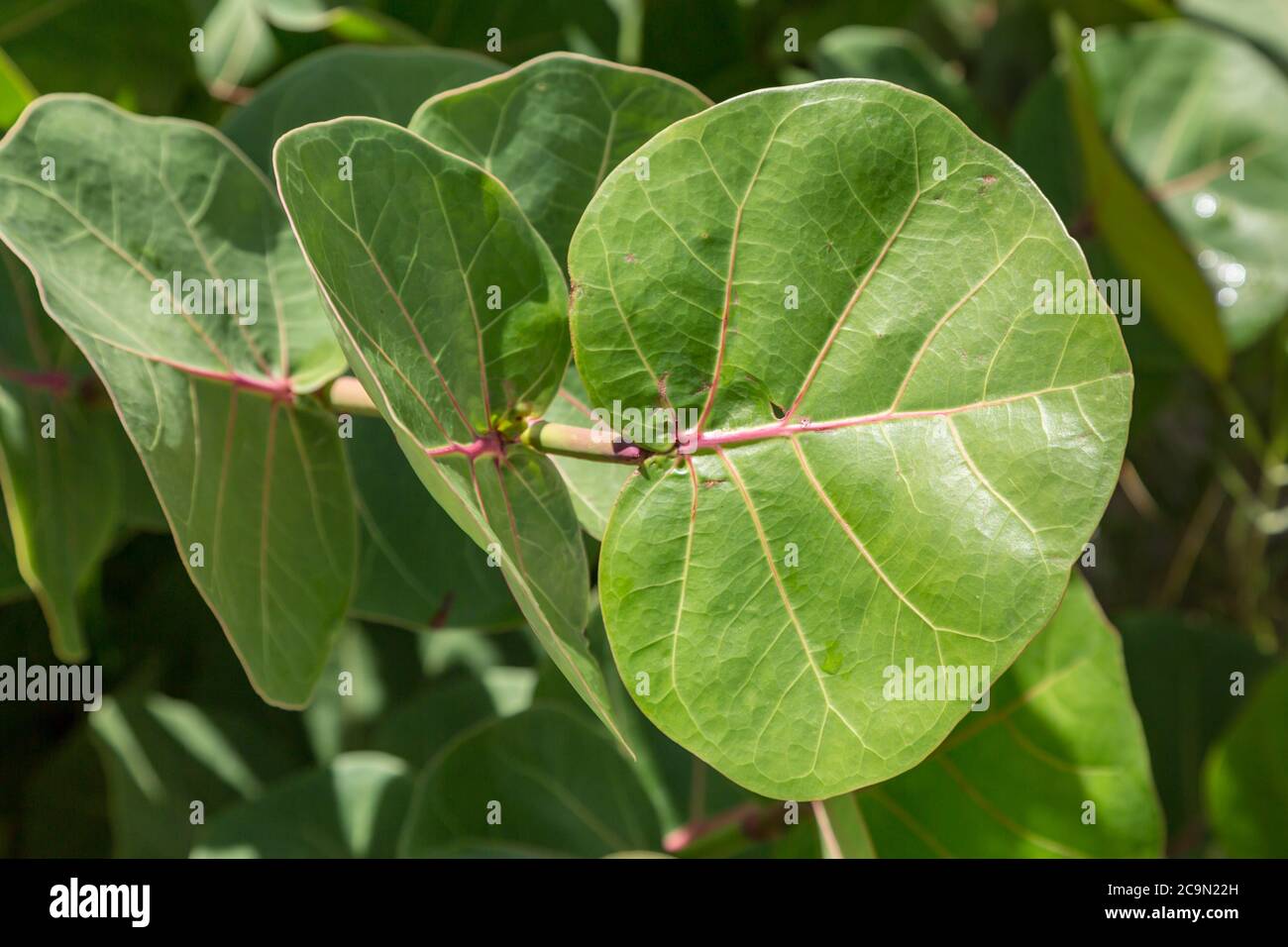 Sea grape coccoloba uvifera hi-res stock photography and images - Alamy