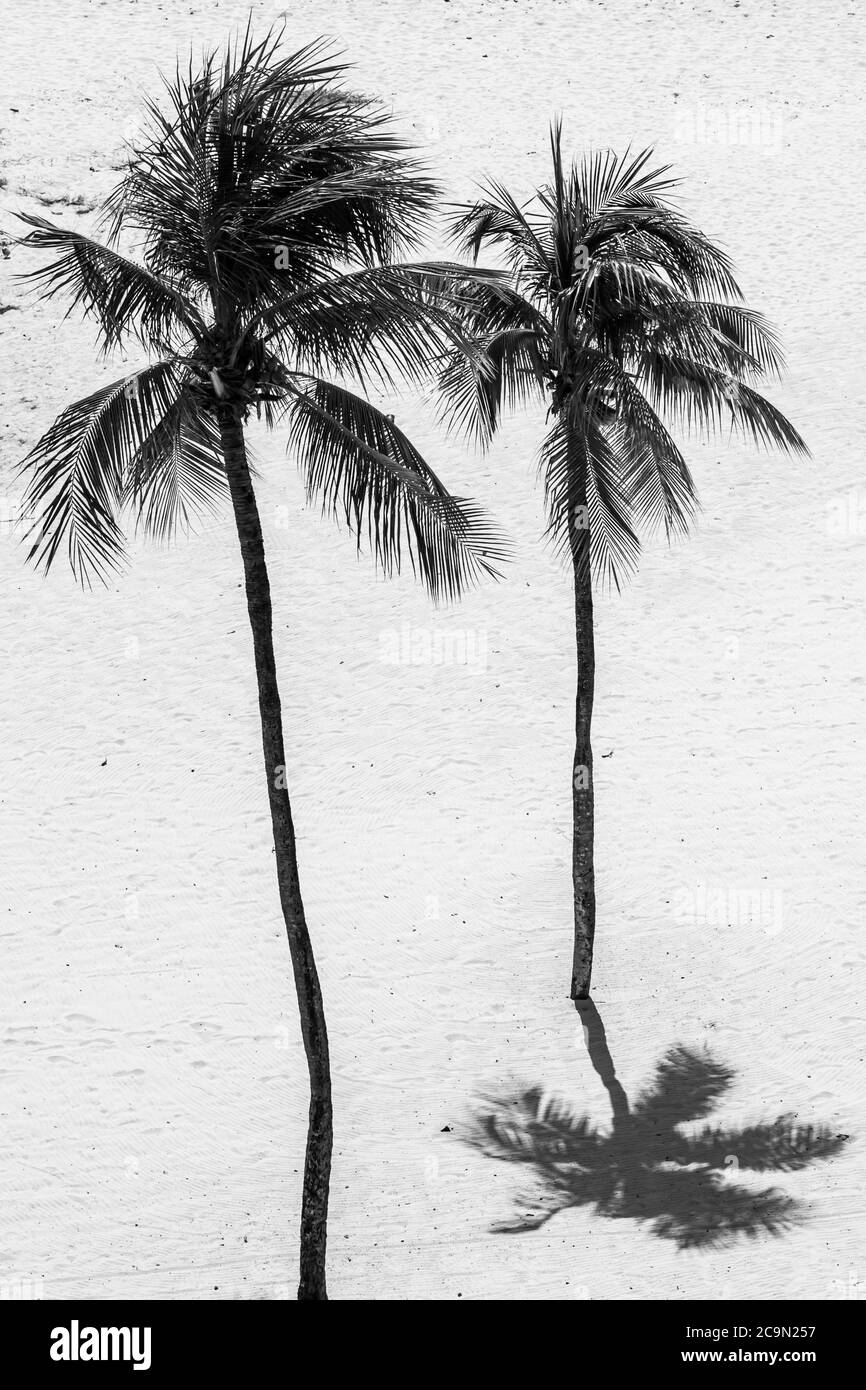 Two tall trees in Black and White Stock Photos & Images - Alamy