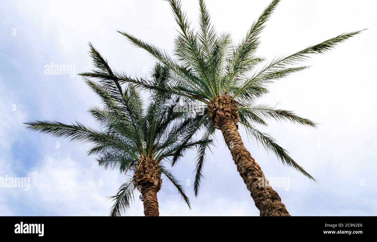bottom view tall palm trees tropical background Stock Photo - Alamy