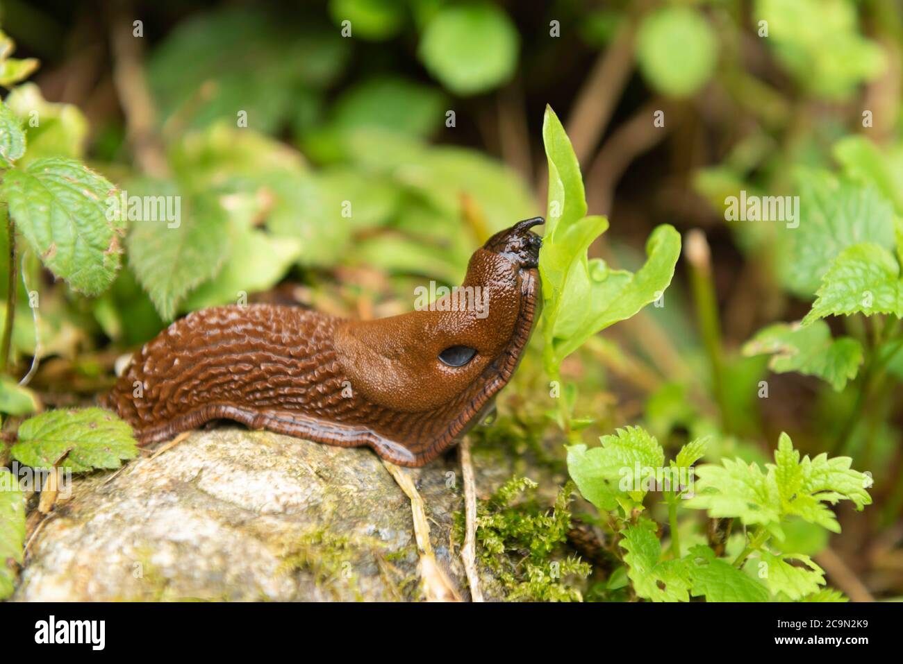Limax Flavus High Resolution Stock Photography and Images - Alamy