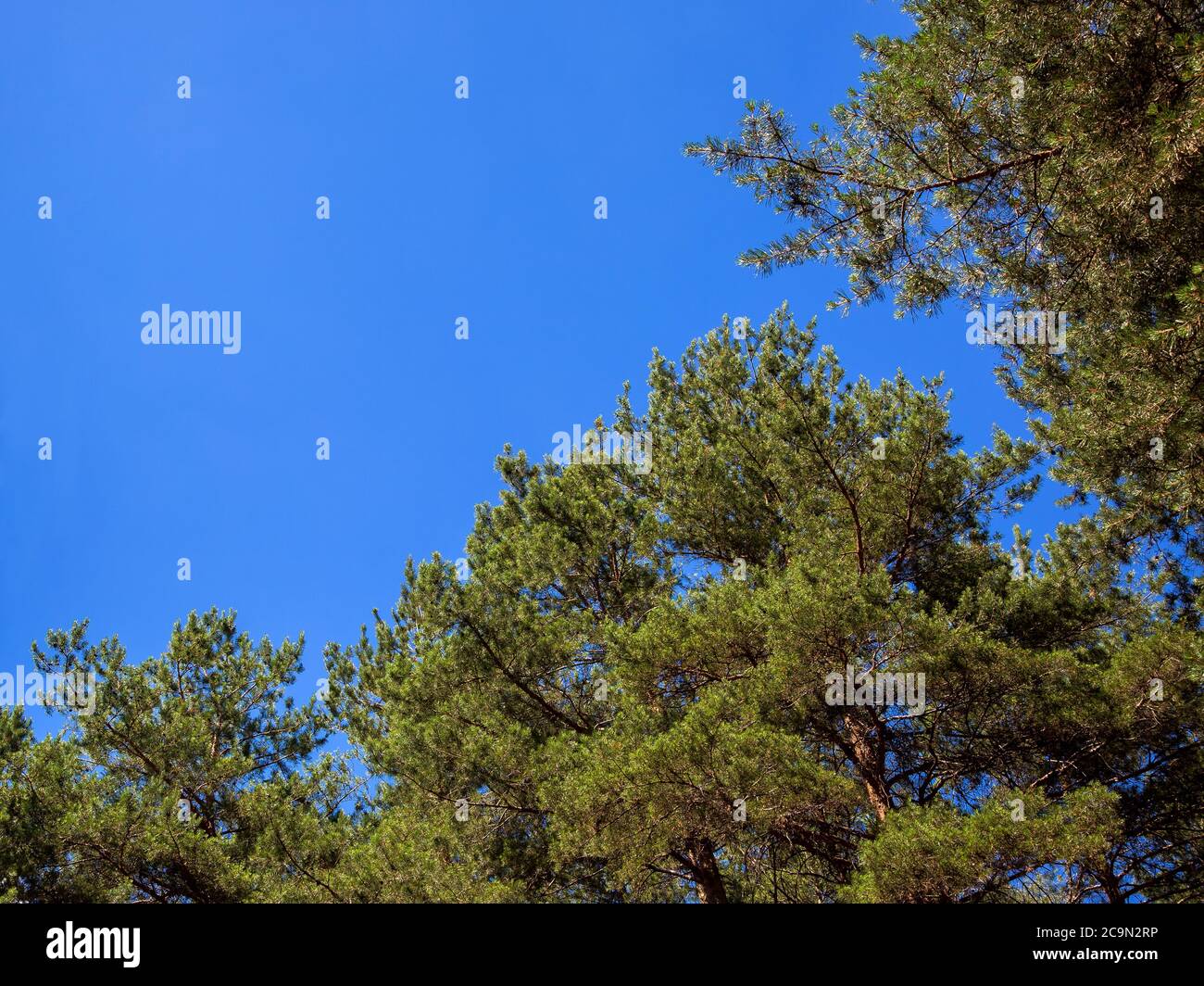 The pine wood trees, branches with needles against the background of ...