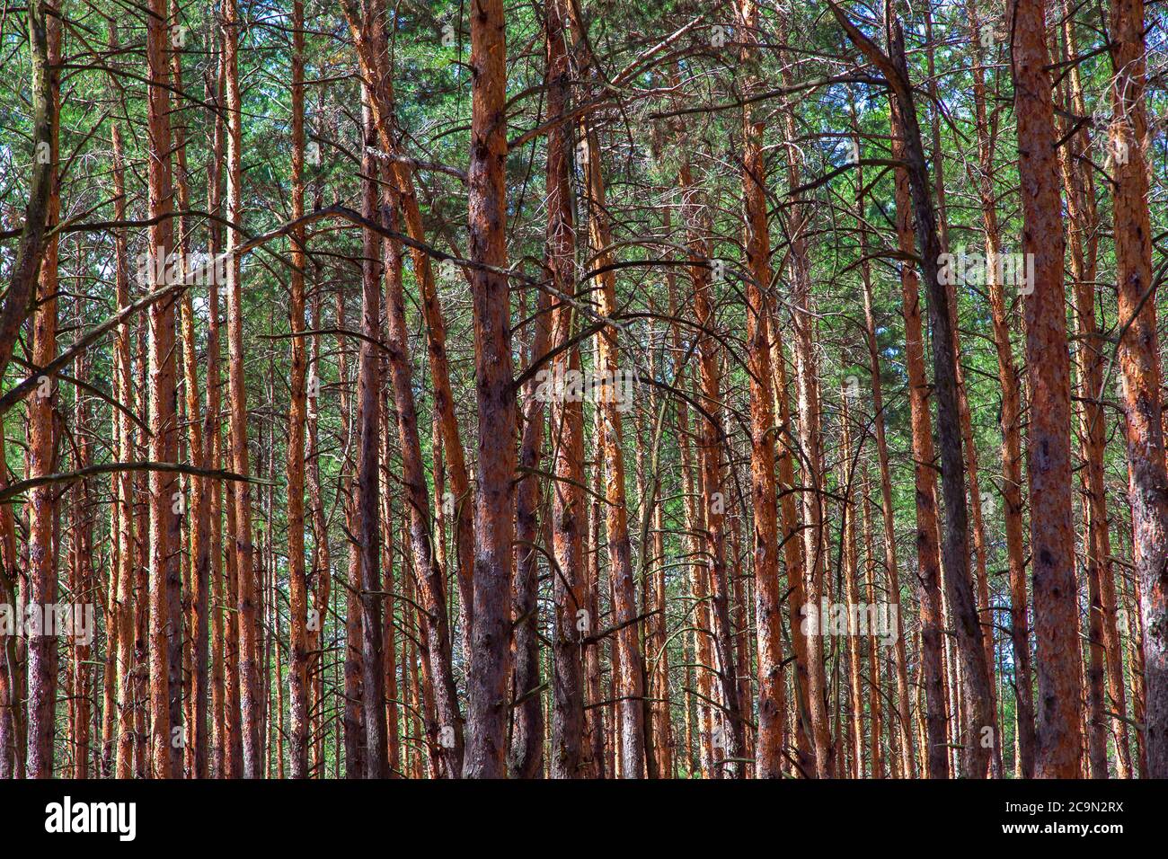 Pine wood trees trunks of trees with branches Stock Photo - Alamy