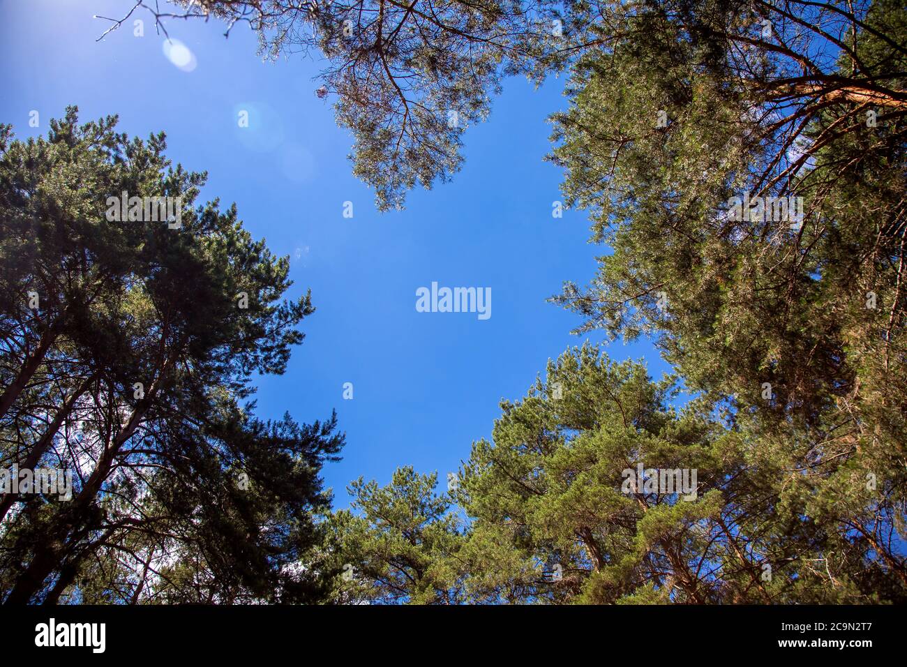 The pine wood trees, branches with needles against the background of ...