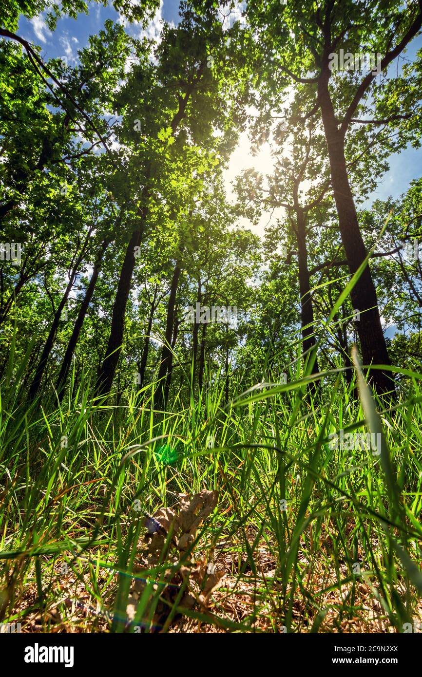 Summer forest bottom view lush hi-res stock photography and images - Alamy