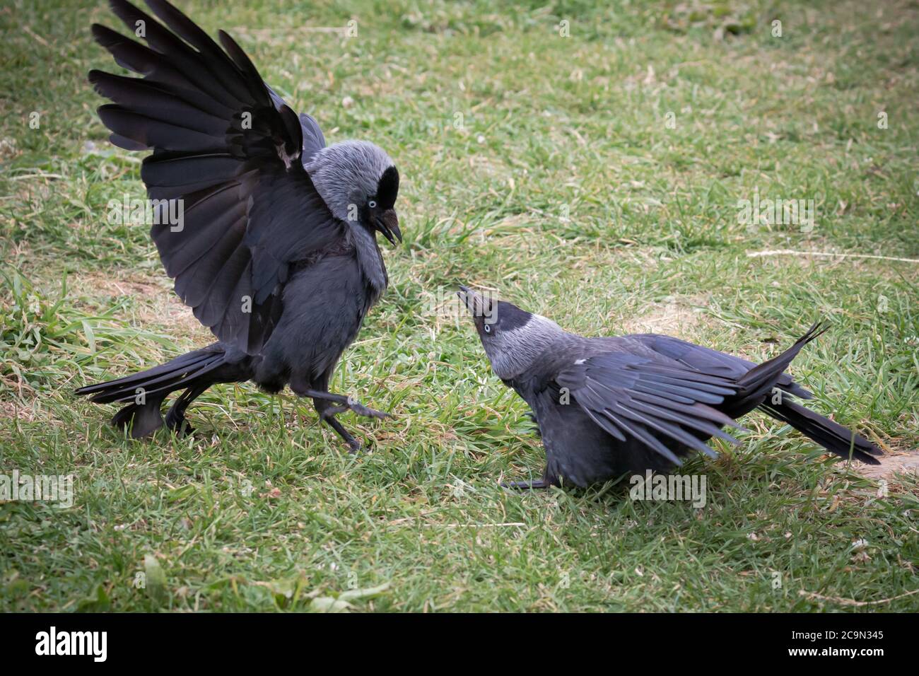 Coleus Monedula High Resolution Stock Photography and Images - Alamy