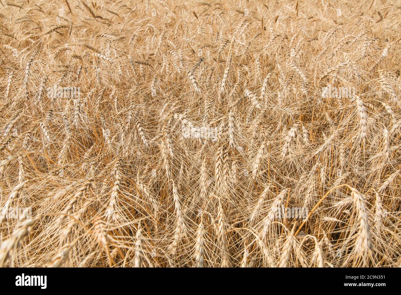 Wheat, field ripe ears of wheat of golden color Stock Photo - Alamy