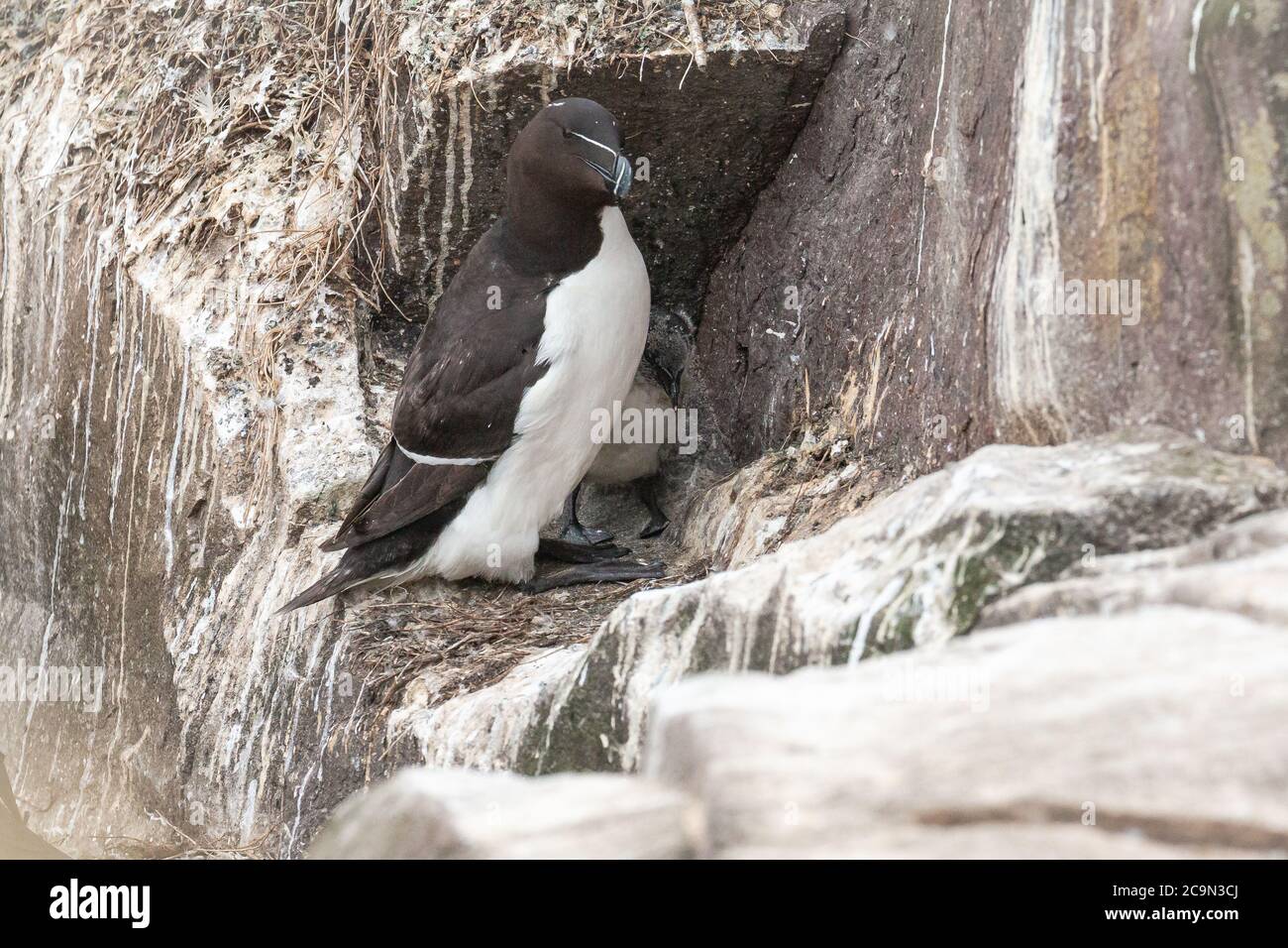 Razorbill nest cliff chick hi-res stock photography and images - Alamy