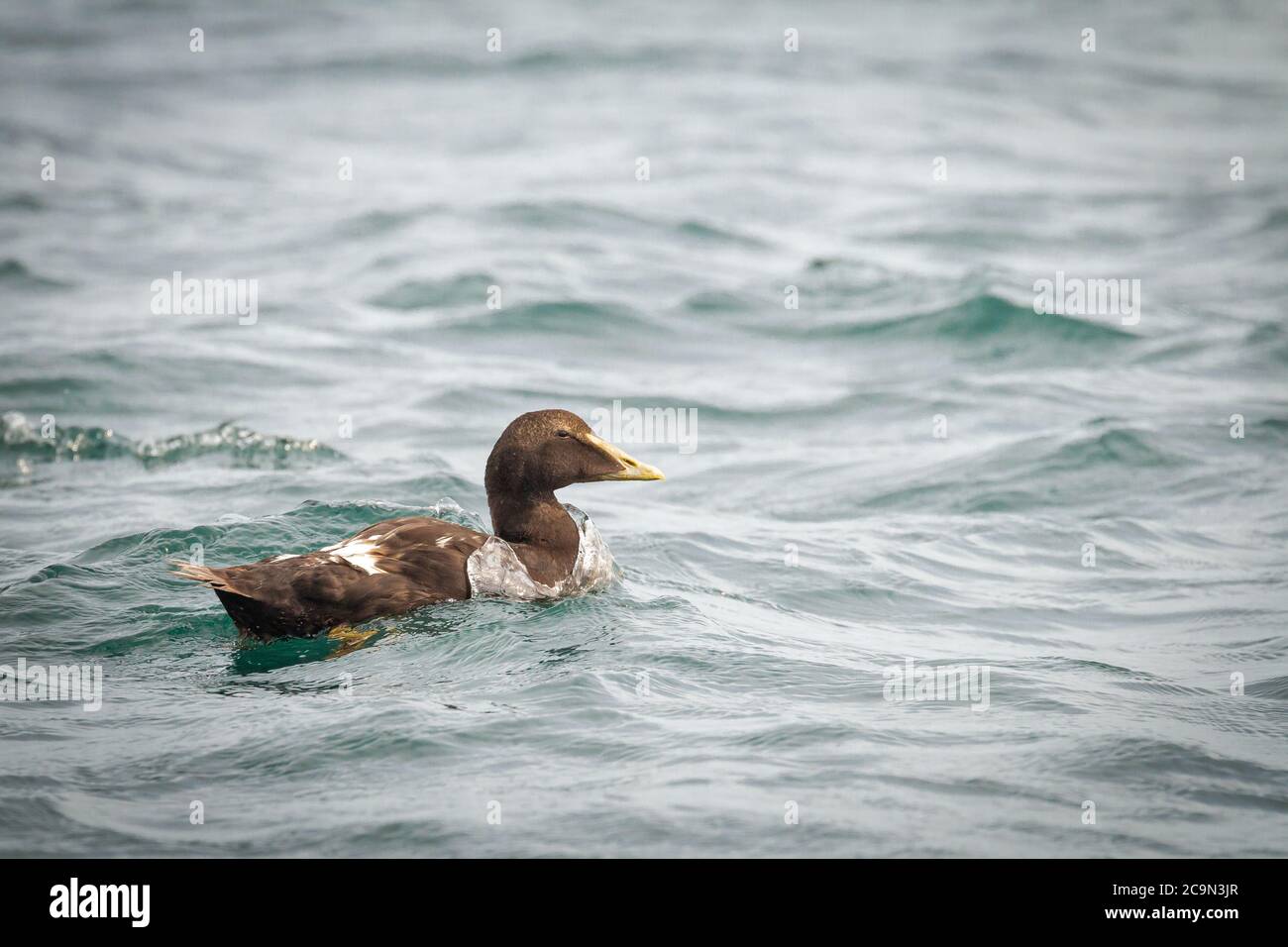 A male eider duck (Somateria mollissima) swims through the north sea ...