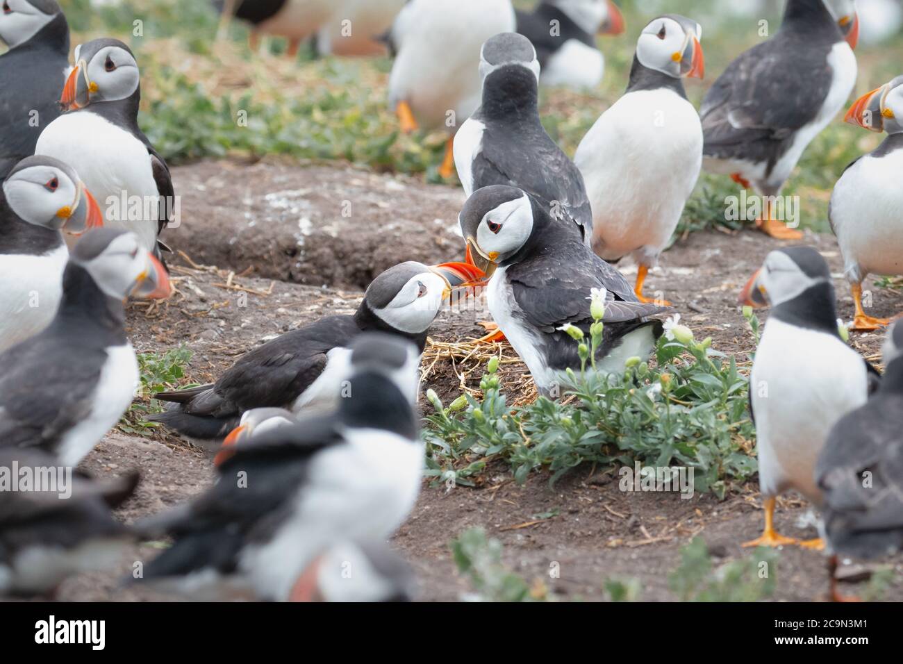 Puffin tapping beaks hi-res stock photography and images - Alamy