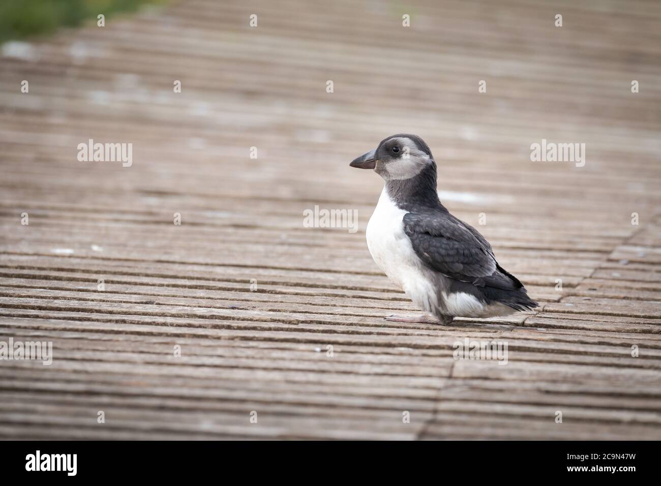 Baby puffin hi-res stock photography and images - Alamy