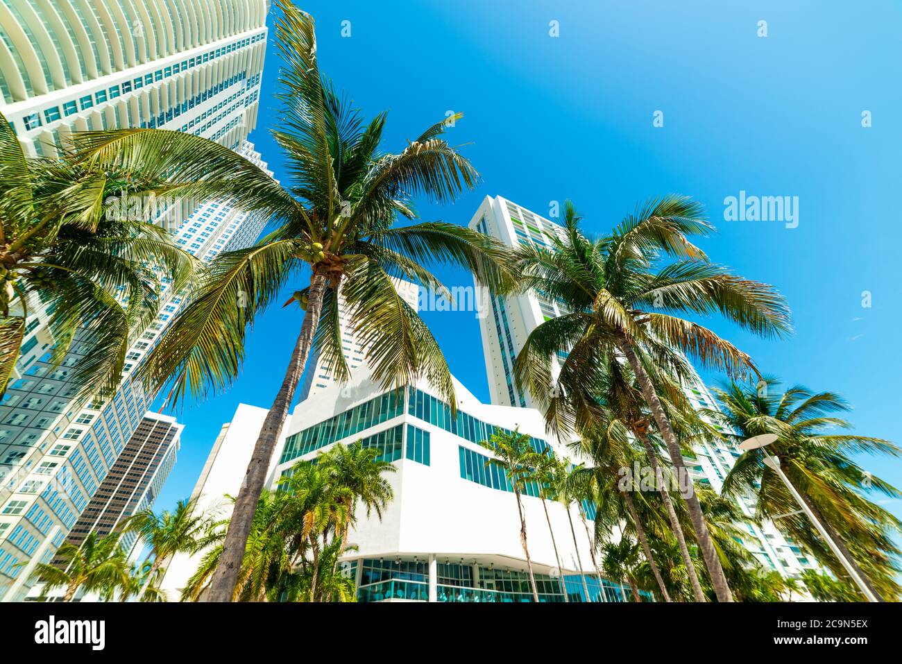 Palm trees and skyscrapers in downtown Miami, USA Stock Photo - Alamy