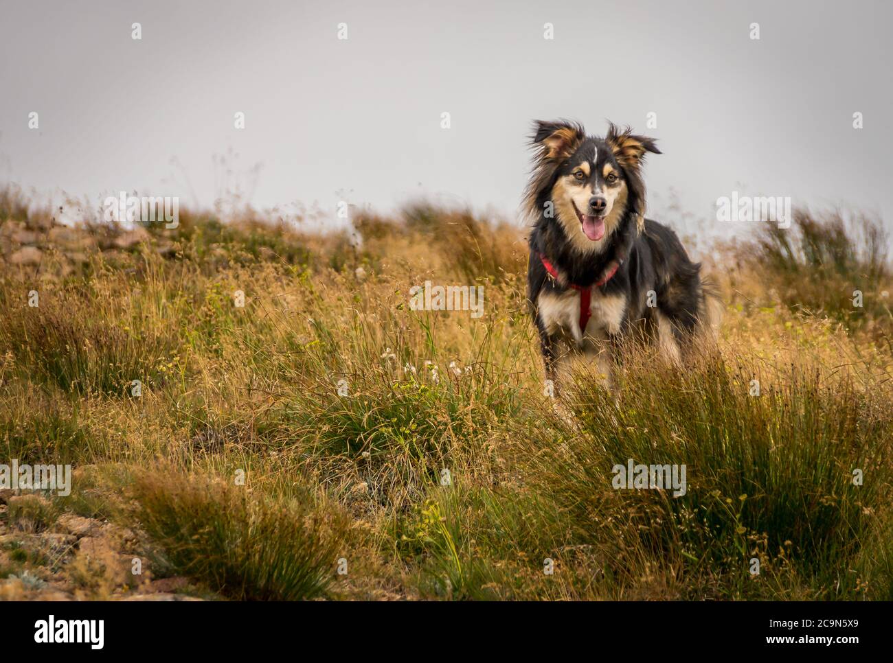 The dog and nature Stock Photo - Alamy