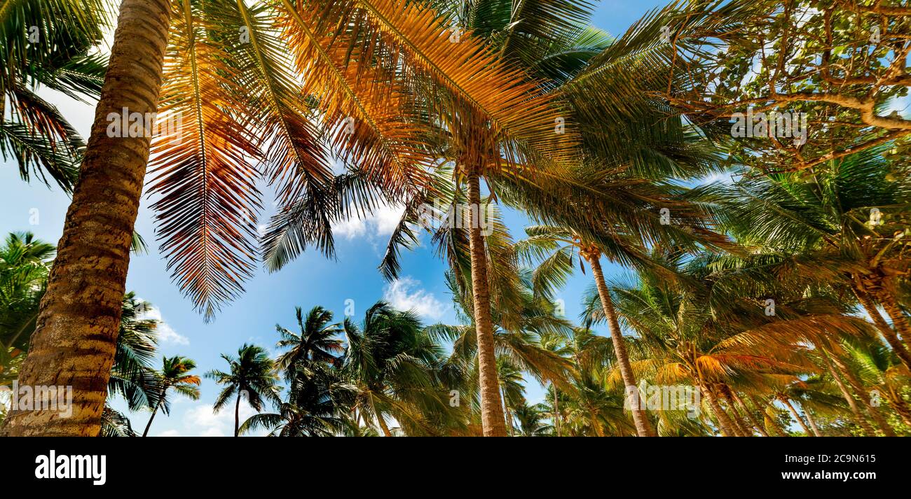 Coconut palm trees in Guadeloupe, French west indies. Lesser Antilles ...