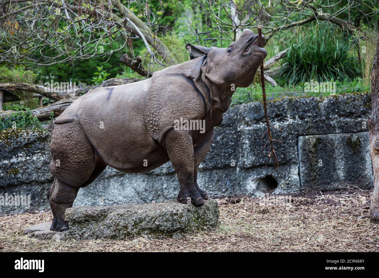 Rhino viper hi-res stock photography and images - Alamy