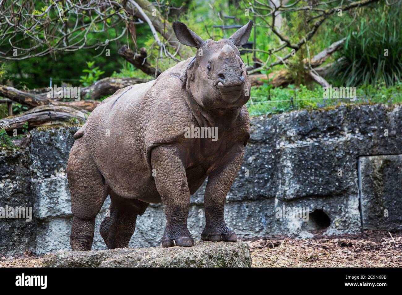 Asian rhinoceros, rhino, Animals from Zoo Stock Photo - Alamy