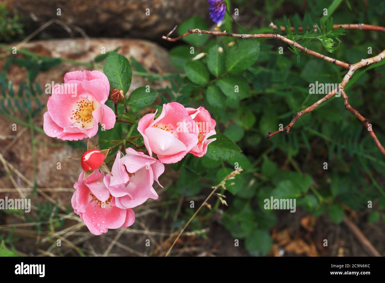 Rock roses hi-res stock photography and images - Alamy