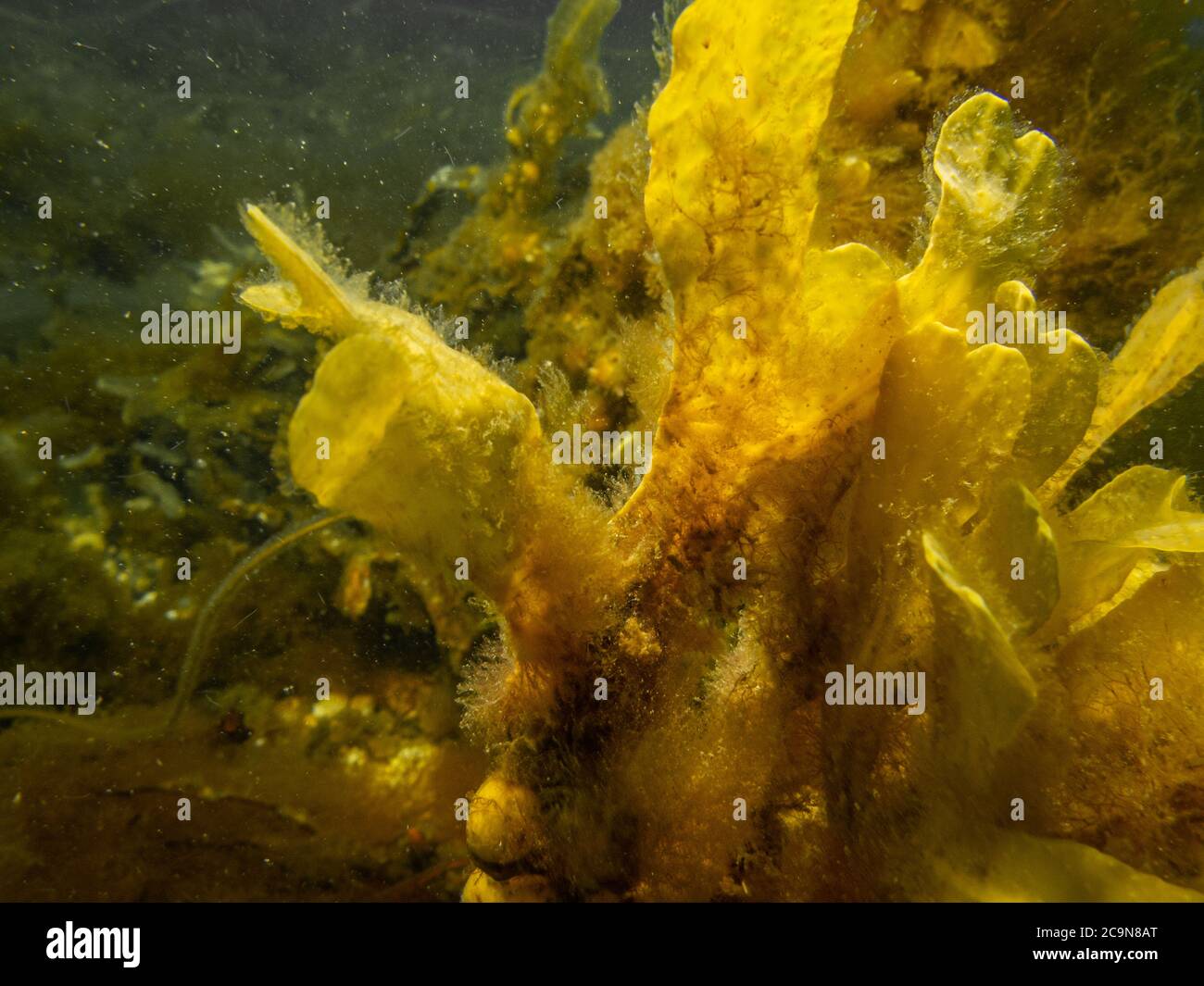 Closeup of Fucus vesiculosus, common names bladderwrack, black tang ...