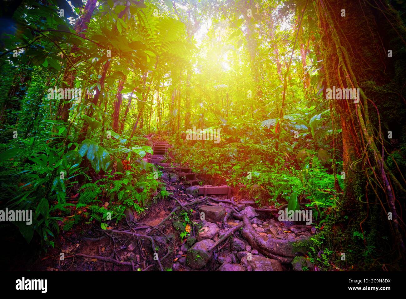 Step and roots in Basse Terre jungle in Guadeloupe, French west indies ...