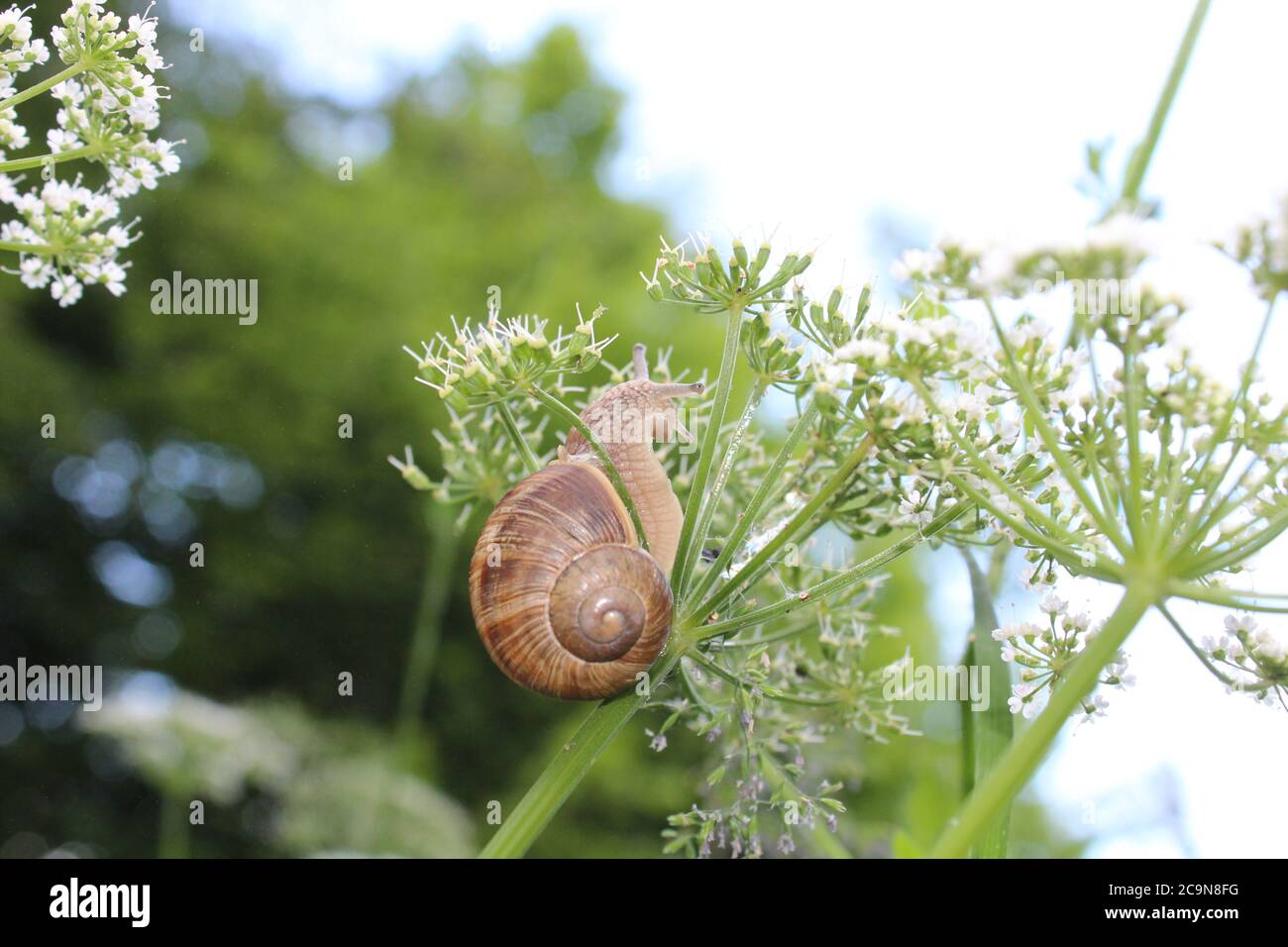 The picture shows a little vineyard snail on a flower Stock Photo - Alamy