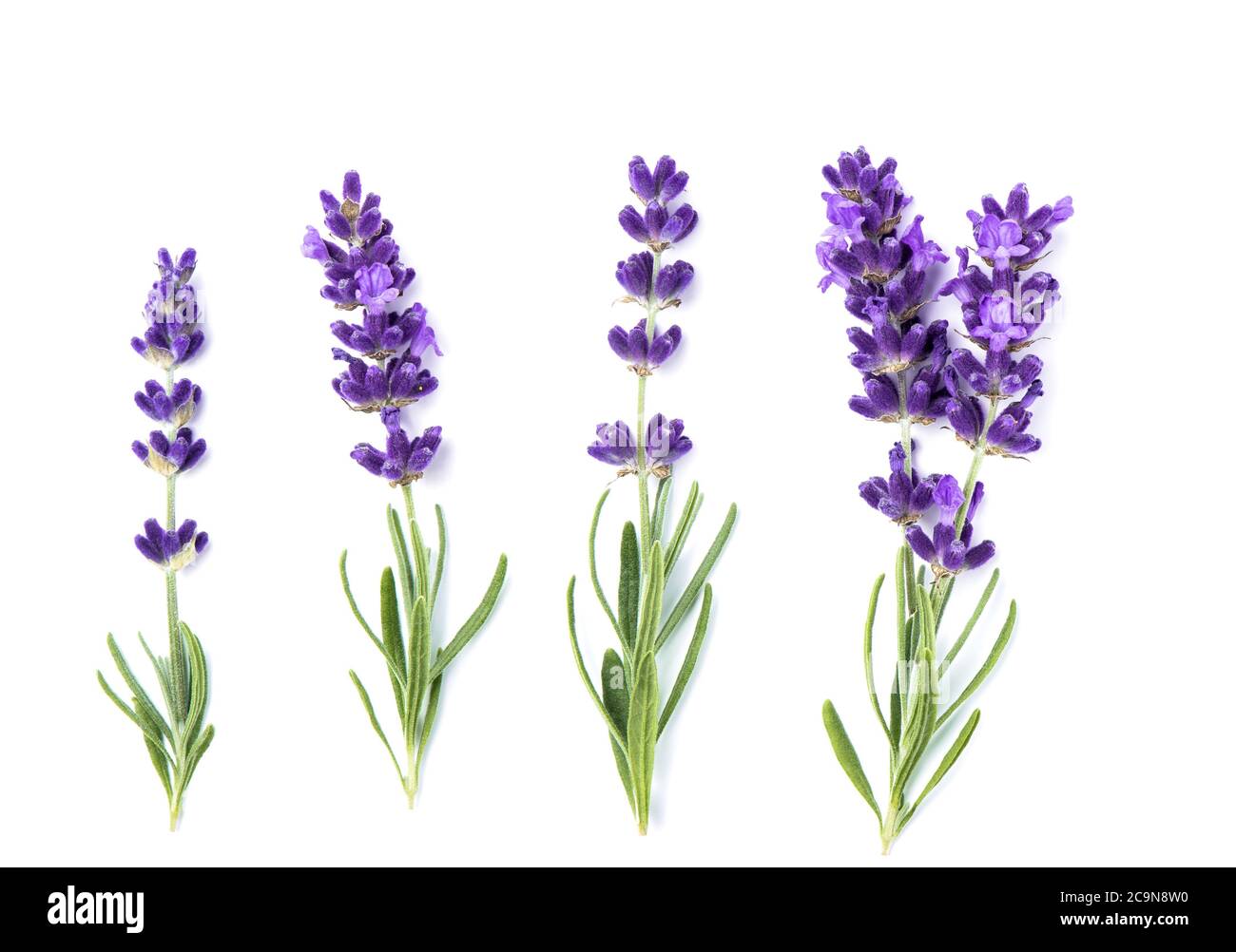 Lavender flower plants isolated on white background Stock Photo - Alamy