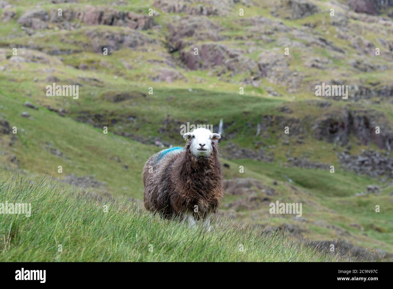 Cumbria sheep hi-res stock photography and images - Alamy