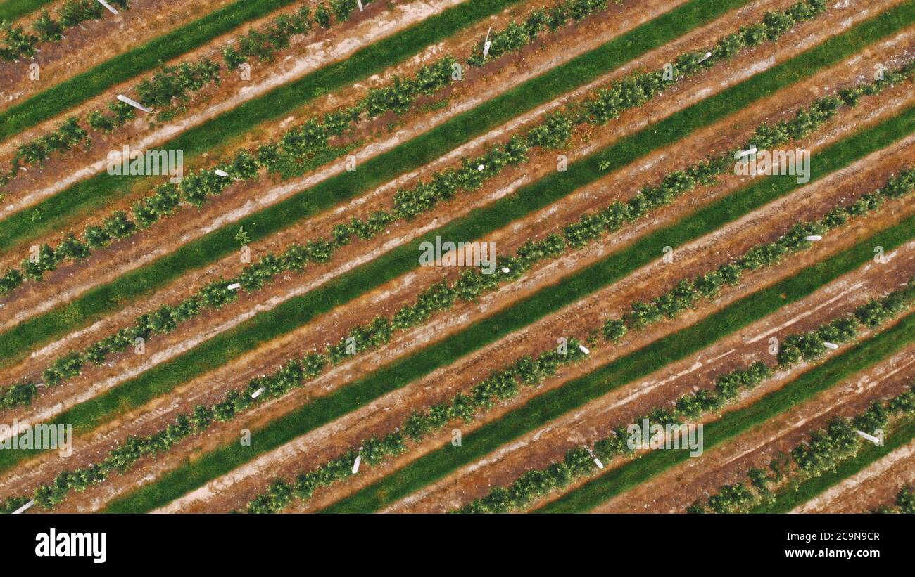 Agricultural field, apple farm aerial. Wide fields of Apple plantation ...