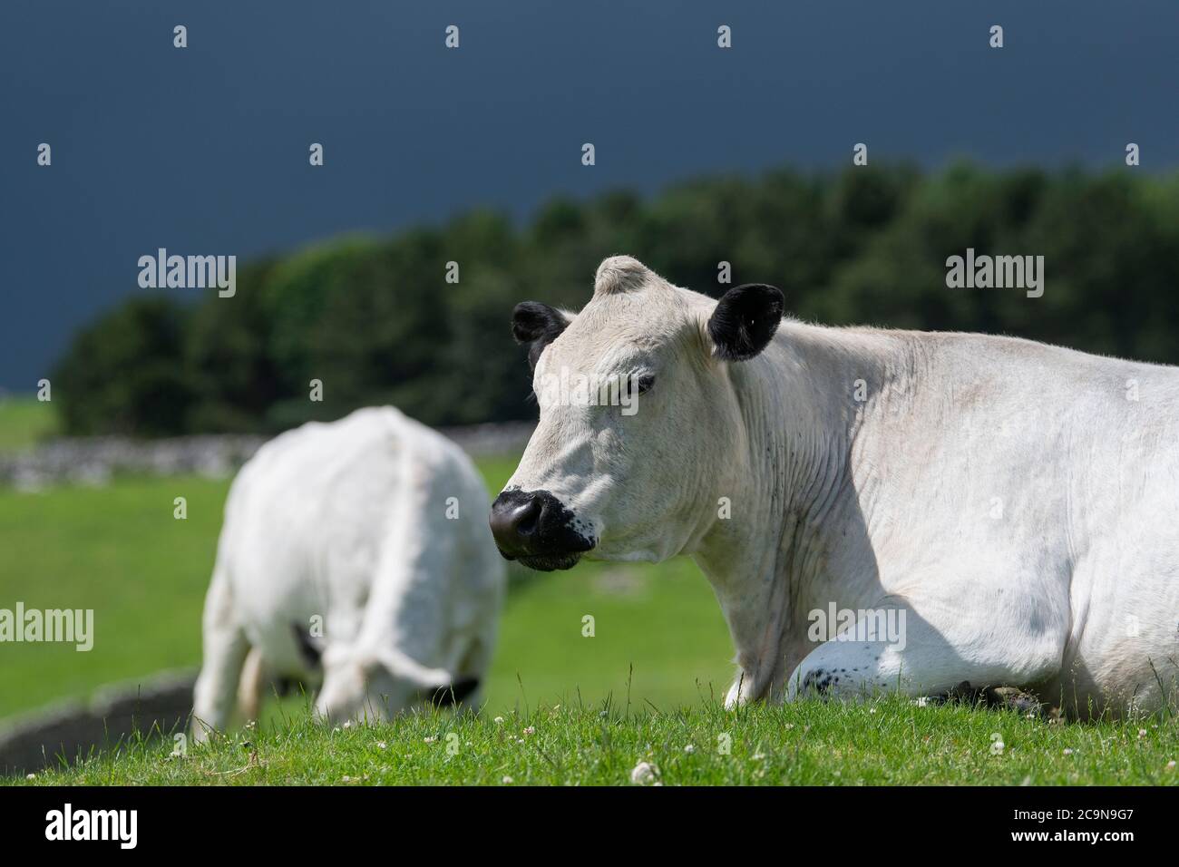 Cow sitting down hi-res stock photography and images - Alamy